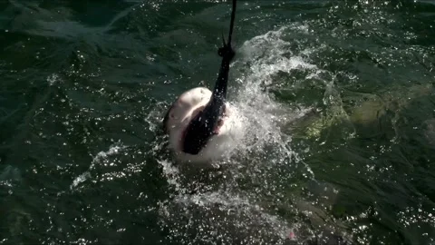 Voracious sharks jump out of water to gr... | Stock Video | Pond5