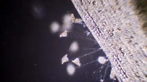 Vorticella, protozoa, phylum Ciliophora ... | Stock Video | Pond5