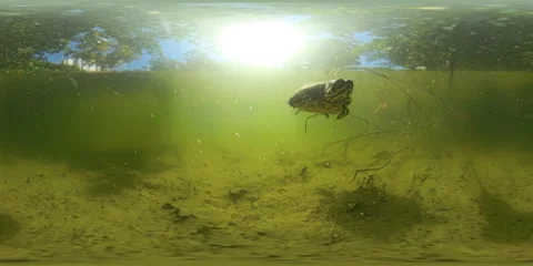360 View Vr Underwater Stock Videos – Royalty-Free HD & 4K Videos