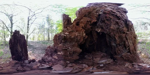 VR360, Old rotten oak tree, dead wood, 3... | Stock Video | Pond5