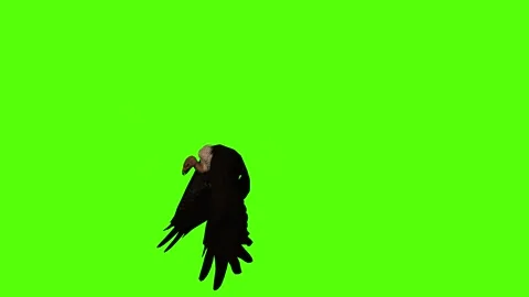 Vulture Bite Attack Green Screen Animati... | Stock Video | Pond5