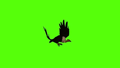 Vulture Bite Green Screen Animation 4K R... | Stock Video | Pond5