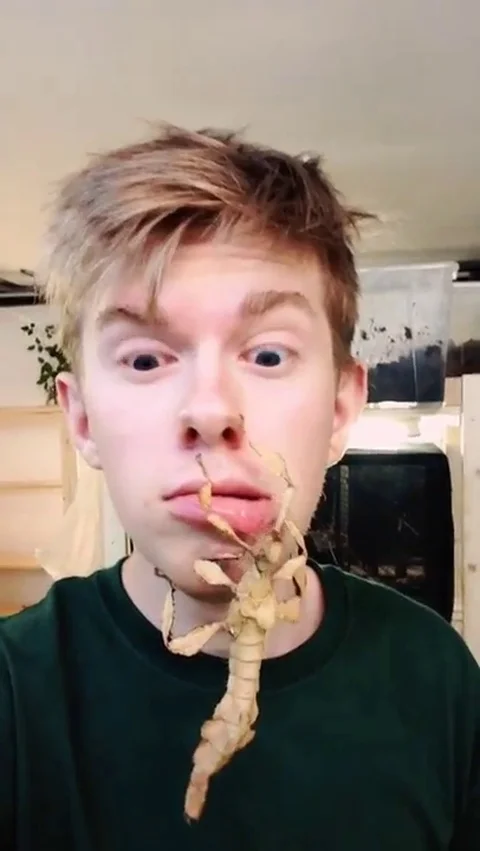 Stickbug Face Stock Videos – Royalty-Free HD & 4K Videos | Pond5