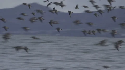 Wading birds flying in flocks in winter ... | Stock Video | Pond5