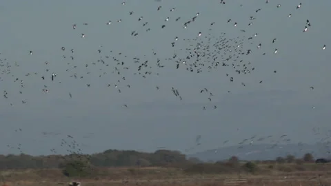 Wading birds flying in flocks in winter ... | Stock Video | Pond5