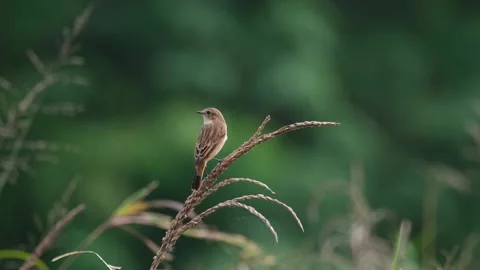 Wagging tis tail looking to the left as ... | Stock Video | Pond5