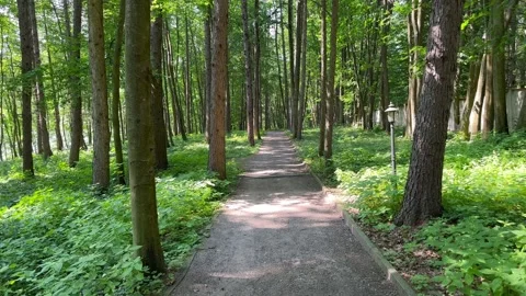 Walk along a forest path between tall tr... | Stock Video | Pond5