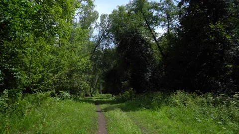 Walk along the path in the summer forest... | Stock Video | Pond5