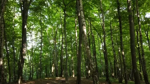Walk among the trees in the summer fores... | Stock Video | Pond5
