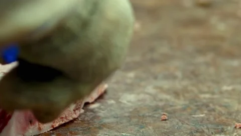 Walk in Cooler, Butcher cleaning - Dry-a... | Stock Video | Pond5