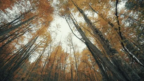 Walk inside an autumn forest looking up ... | Stock Video | Pond5
