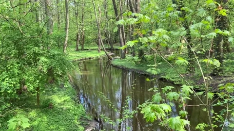 Teees Fo Stock Videos – Royalty-Free HD & 4K Videos