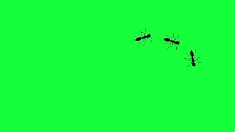walking ants animation walking ants anim... | Stock Video | Pond5