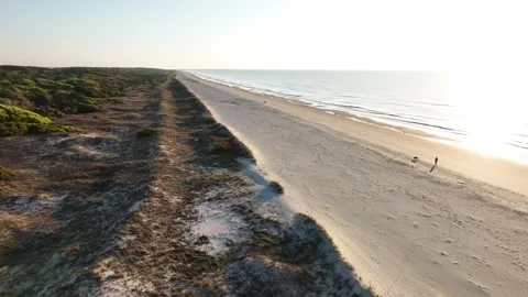 Zen Dog Walking Stock Videos – Royalty-Free HD & 4K Videos