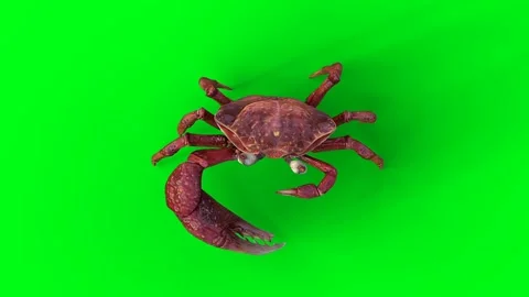 Walking Crab. Green screen 4k animation. | Stock Video | Pond5