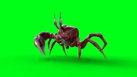 Walking Crab. Green screen 4k animation. | Stock Video | Pond5