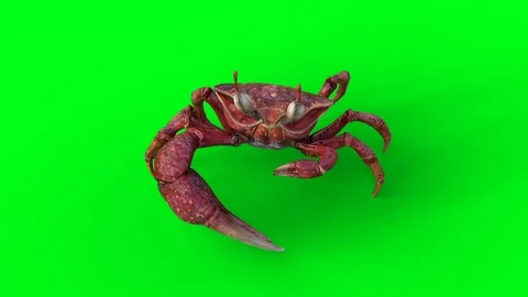 Crab Green Screen Stock Videos – Royalty-Free HD & 4K Videos | Pond5