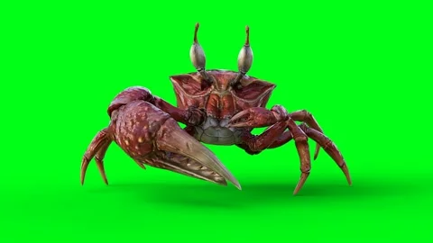 Walking Crab. Green screen 4k animation. | Stock Video | Pond5