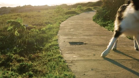 Walking curious Border Collie dogs on th... | Stock Video | Pond5