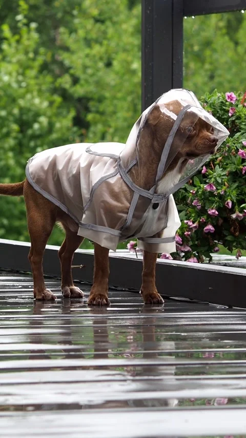 Front Ra Stock Videos – Royalty-Free HD & 4K Videos