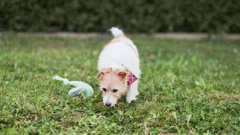 Poop In Her Stock Videos – Royalty-Free HD & 4K Videos | Pond5