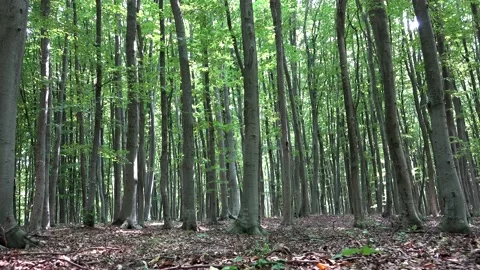 Walking Forest, Camping, Tracking Foliag... | Stock Video | Pond5