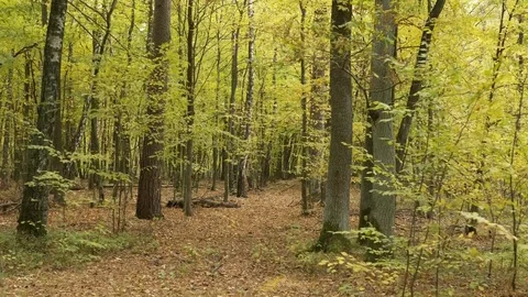 Walking in forest path in park handheld ... | Stock Video | Pond5