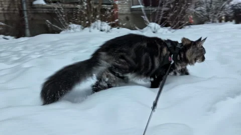 Walking a furry Maine Coon cat in the sn... | Stock Video | Pond5