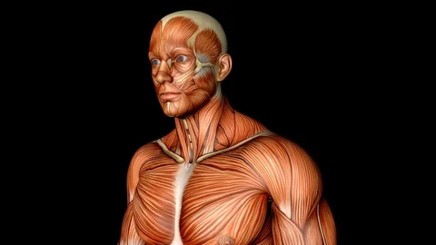 Walking Human Muscles Anatomy Medical Te... | Stock Video | Pond5