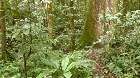 Walking to a large rainforest tree with ... | Stock Video | Pond5