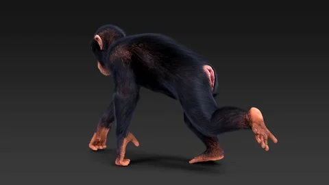 Walking Male Chimpanzee Running On Isola... | Stock Video | Pond5