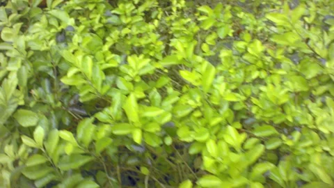 Well Trimmed Bush Stock Videos – Royalty-Free HD & 4K Videos