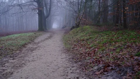 Walking on mysterious pathway in forest ... | Stock Video | Pond5