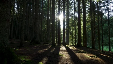 Forest Pov Stock Video Footage | Royalty Free Forest Pov Videos | Pond5