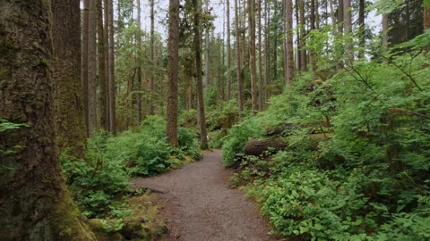 Walking Through Pathway Amidst Redwood F... | Stock Video | Pond5