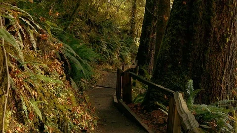 Walking through a pathway in the Hoe Rai... | Stock Video | Pond5