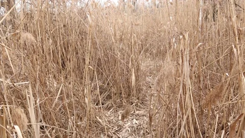 Walking through Swamp, Marshes, Dry Reed... | Stock Video | Pond5