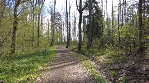 Walking thru the forest day time green t... | Stock Video | Pond5