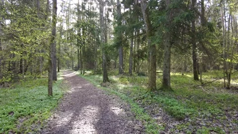 Walking thru the forest day time green t... | Stock Video | Pond5
