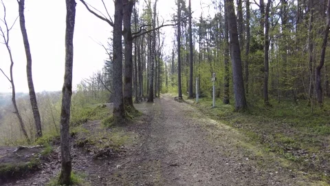 Walking thru the forest day time green t... | Stock Video | Pond5