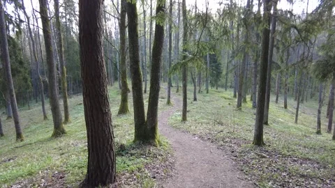 Walking thru the forest day time green t... | Stock Video | Pond5