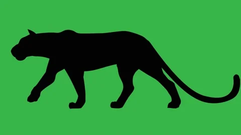 Walking Tiger, 4K animation on the green... | Stock Video | Pond5