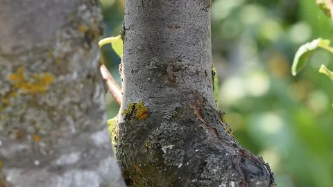 Walking on a tree trunk with blurred gre... | Stock Video | Pond5