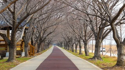 Walkway and bicycle path under cherry bl... | Stock Video | Pond5