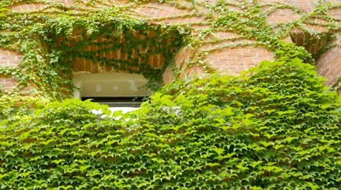 wall overgrown with ivy with window on a... | Stock Video | Pond5