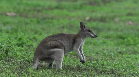 Wallaby Jumping