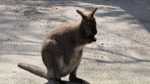 Face Front Facing Stock Videos – Royalty-Free HD & 4K Videos | Pond5