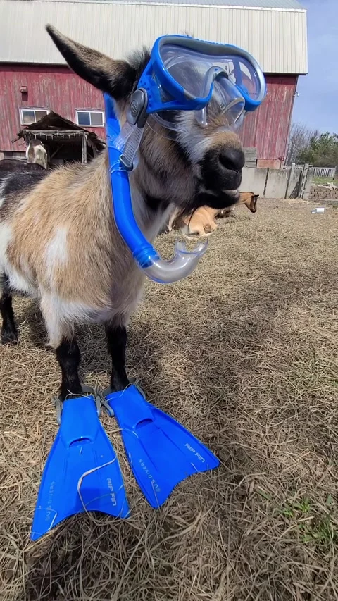 Walleye the Goat Waiting for the Pool to... | Stock Video | Pond5