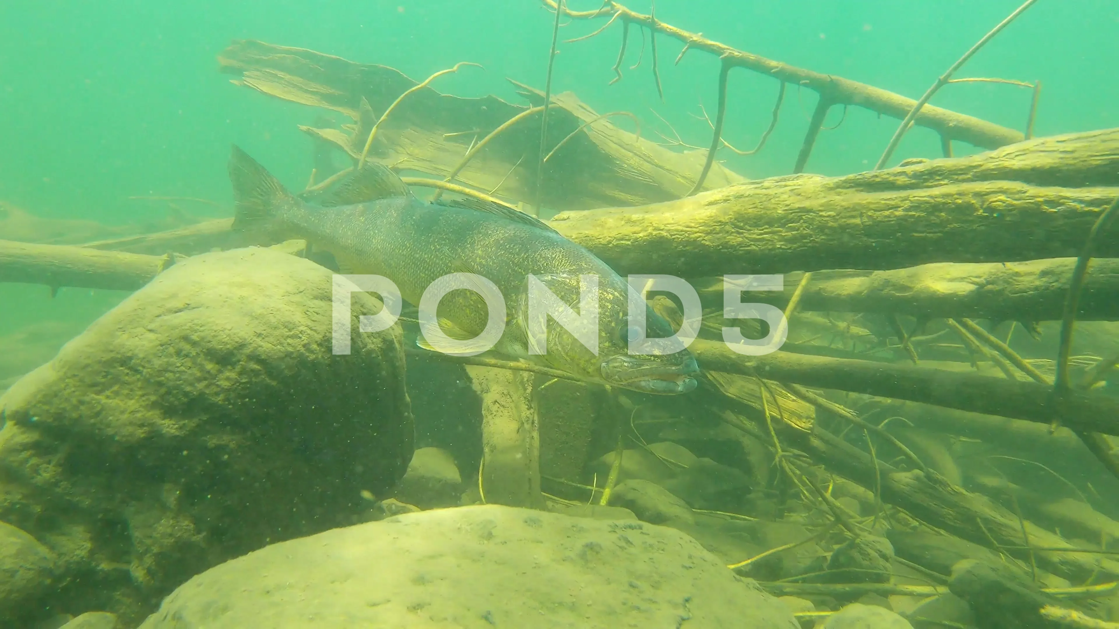 Walleye Underwater Inland Sport Fishing Preview Includes Lower Walleye