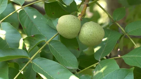 Walnut in the peel on branch. Green waln... | Stock Video | Pond5